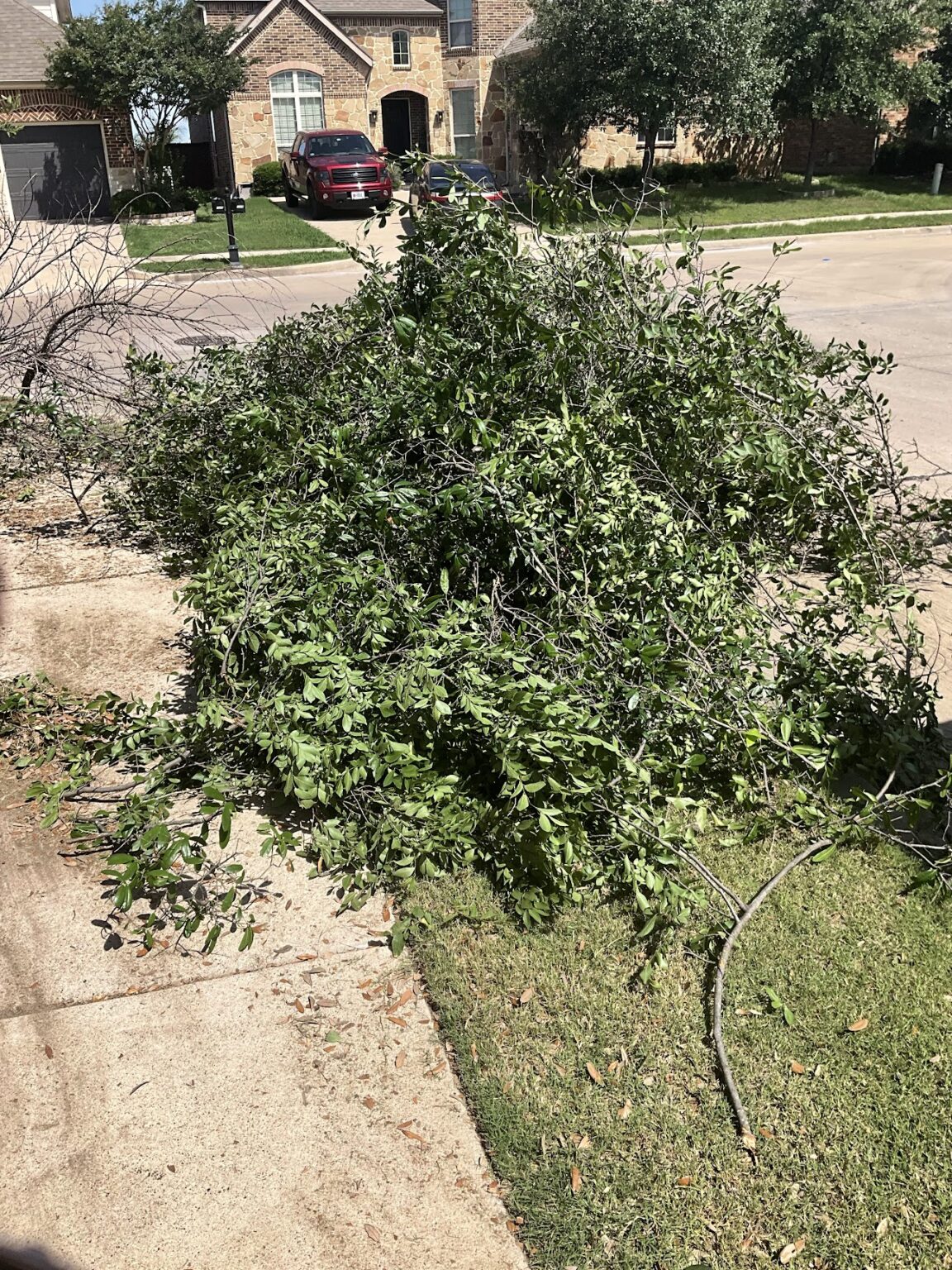 Brush Removal and Disposal | 5 Star Service | JM Junk Removers